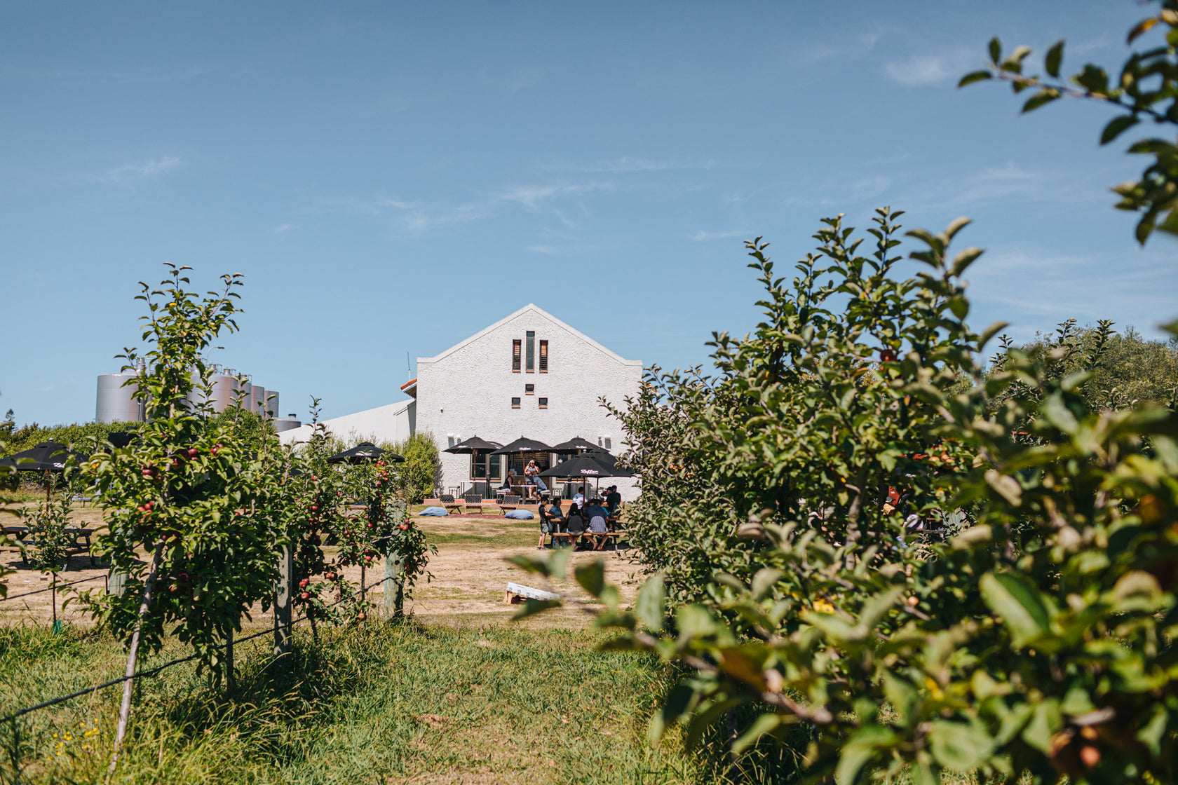 Hazy Passionfruit Infused Cider – Zeffer NZ
